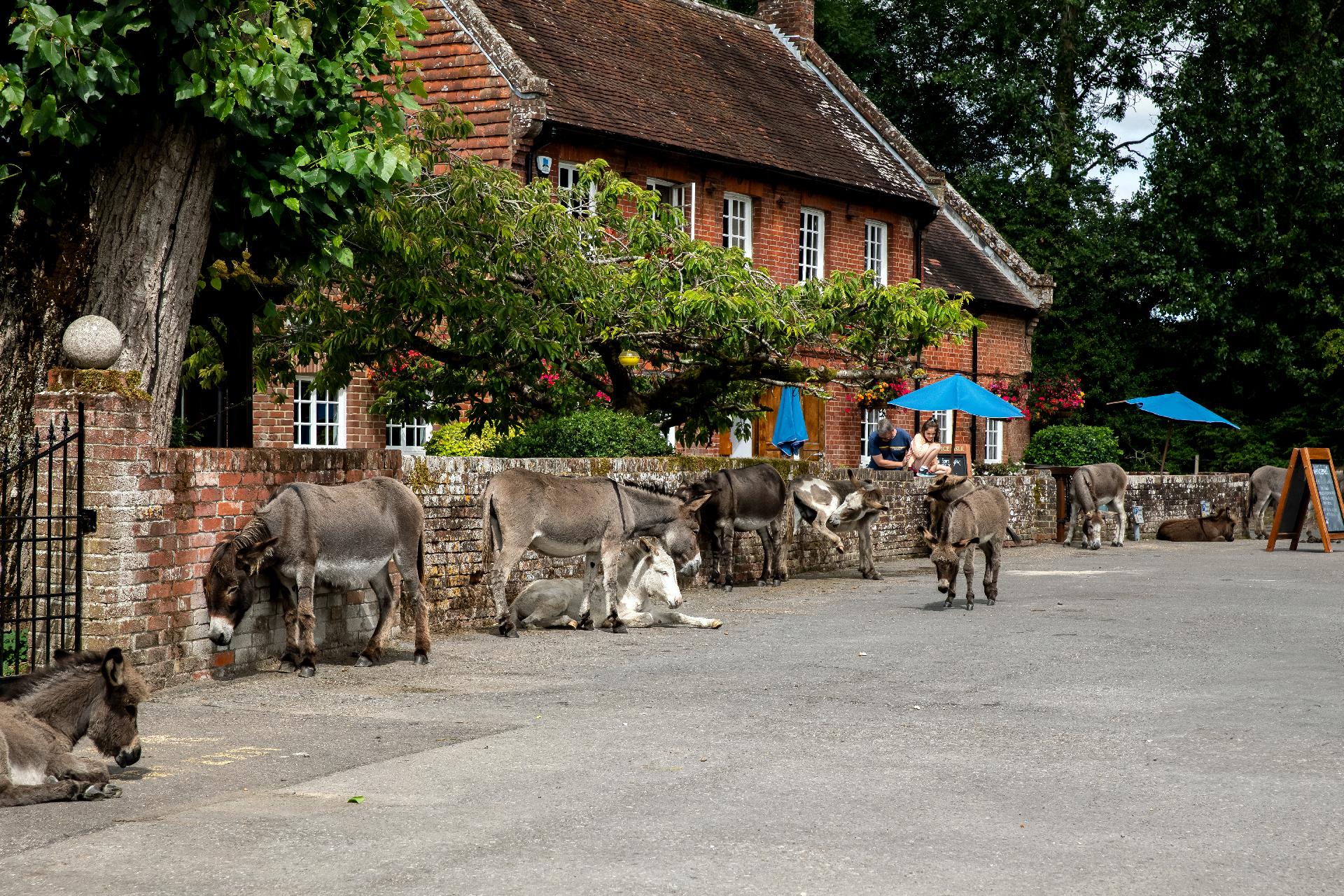 The Alice Lisle - Fuller's Pub and Restaurant in Ringwood